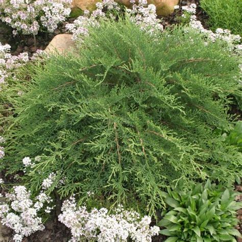 Microbiota Celtic Pride® At Jackson And Perkins