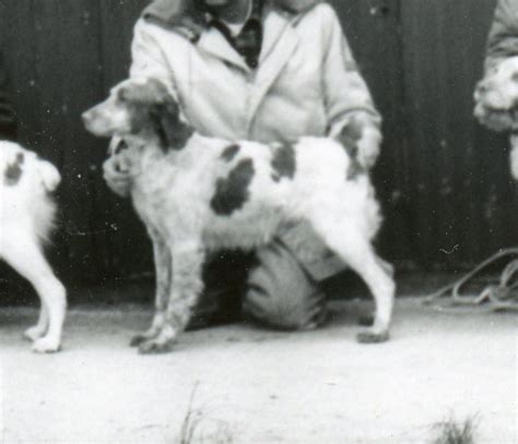 Brittany Field Trial Hall Of Fame Dog