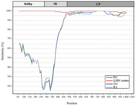 Simplot Analysis Of The Three Divergent Isolates Po1 Pl3 And Cv2