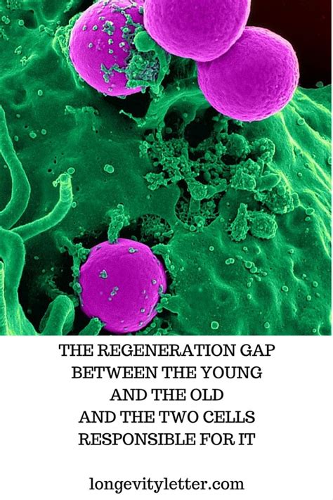 The Regeneration Gap Between The Young And The Old And The Two Cell