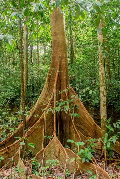 Beautiful Dipterocarp Tree In The Tropical Rainforest At Gunung Mulu