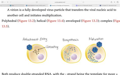 Micro Bio Chap 13 Exam Q Flashcards Quizlet