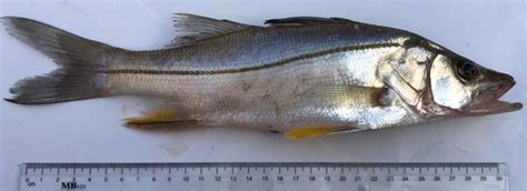 Pacific Black Snook Centropomus Nigrescens Marine Life Identification