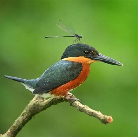 Herps And Birds And More — Australian Rufous Fantail Rhipidura