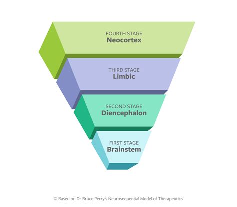 Neurosequential Brain Development Edit Sussex Psychology
