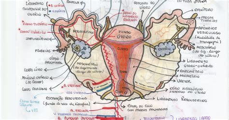 Rabiscos Infundados Anatomia Do Útero Tubas Uterinas E Ovários