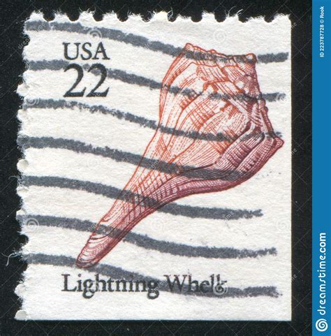 Seashell Fossil In Harvard Museum Of Natural History Editorial Photo