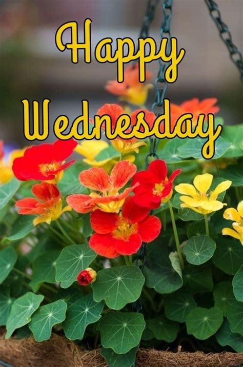 Happy Wednesday Happy Wednesday Pictures Happy Wednesday Quotes