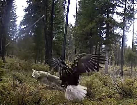 Eagle Attack Wolf Golden Eagle Attacks Wolf During Traditional
