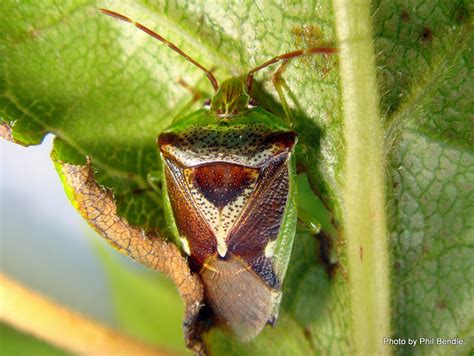 Phil Bendle Collectionbug Shield Bug Forest Shield Bug Oncacontias