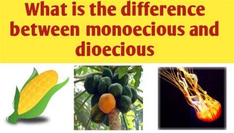 What Is The Difference Between Monoecious And Dioecious Biologysir