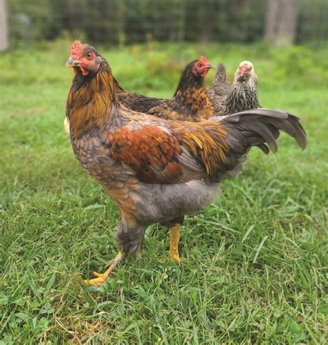 Impacted Crop How To Identify And Treat In Chickens Hobby Farms