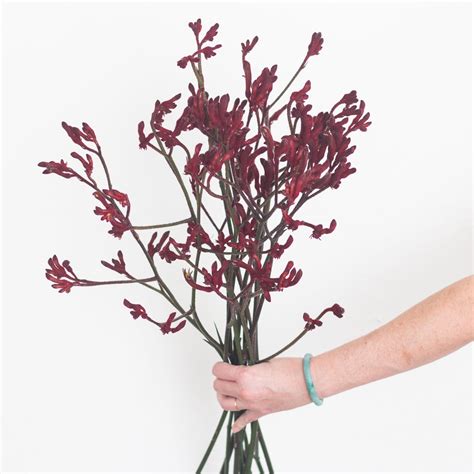 Kangaroo Paw Flower Diy Wedding Flowers Flower Moxie
