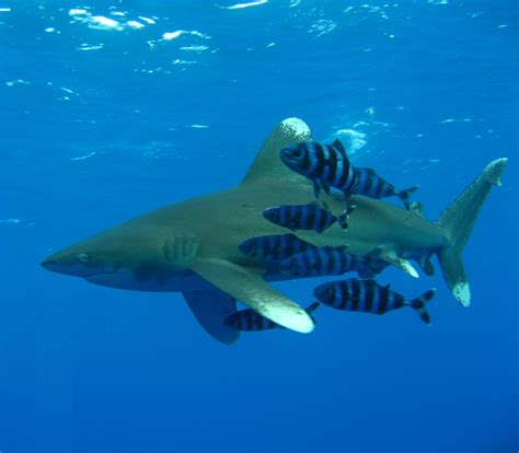 Oceanic Whitetip Shark Sharkwater Extinction