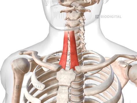 Sternohyoid Biodigital Anatomy