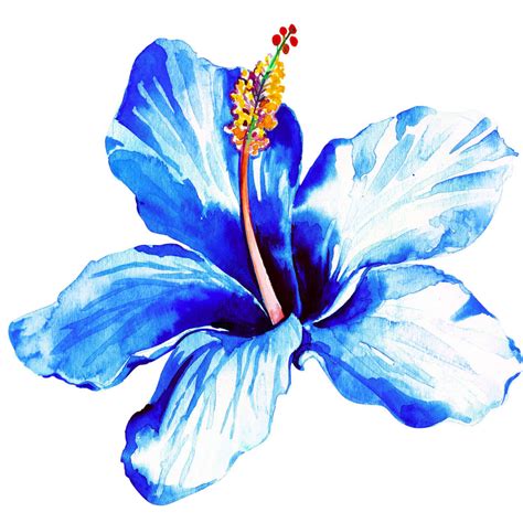 Vibrant Blue Hibiscus Wall Art Watercolor