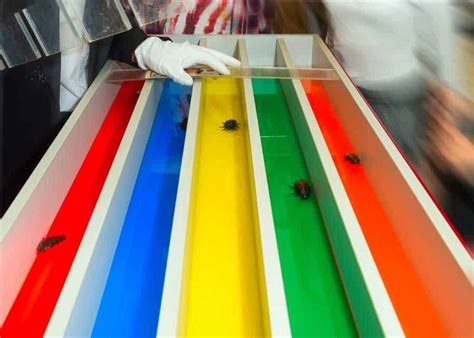 How Fast Is A Cockroach 2 Speeds Compared To Other Insects The