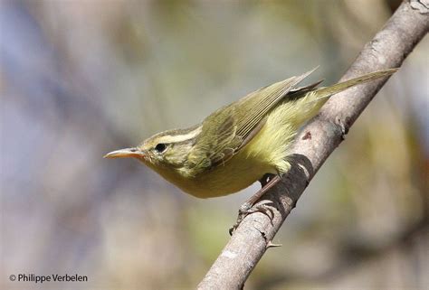 New Leaf Warbler Discovered In Indonesia Birdwatching