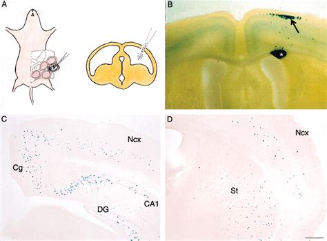 Layer Specification Of Transplanted Interneurons In Developing Mouse