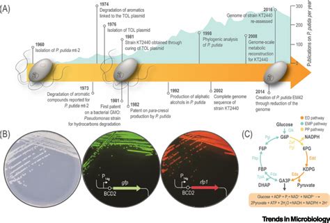 Pseudomonas Putida Habitat Morphology Pathogenesis Treatment Biology Notes Online