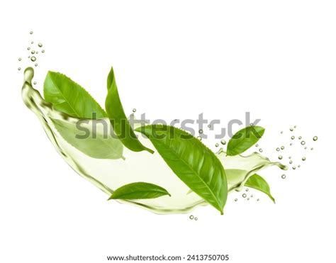 Green Herbal Tea Leaves Wave Splash Stock Vector Royalty Free 2413750705 Shutterstock