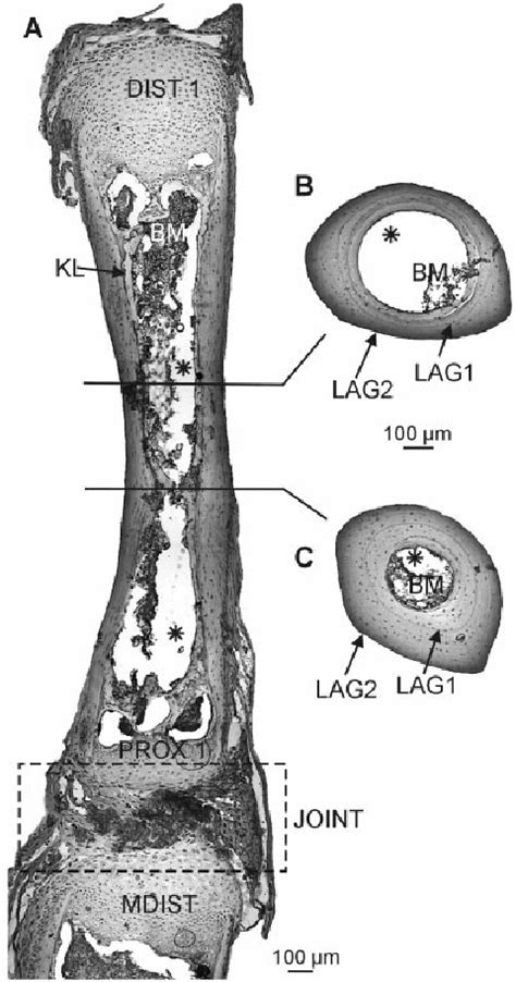 Rana Esculenta After Second Hibernation A Longitudinal Section Of