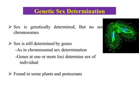Sex Determination And Sex Linkage Dr Pratibha Bisen Pdf