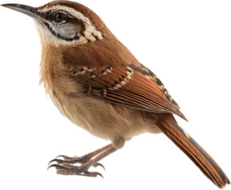 Photo Gallery Bay County Audubon Society