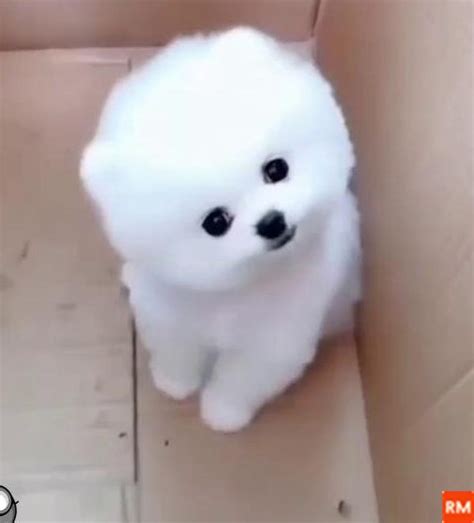 فیلم عکس سگ پاکوتاه