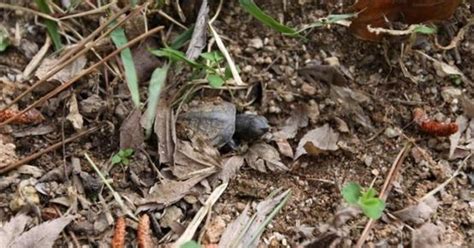 멸종위기 남생이 증식 성공