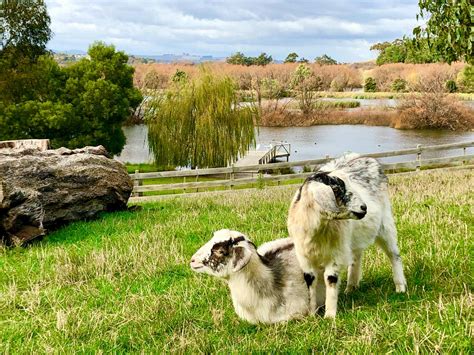 Old Macs Farm Stay All Accommodation Discover Tasmania