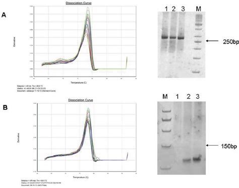 Melting Curve Analysis Of Pcr Products In Second Quantitative Pcr Step