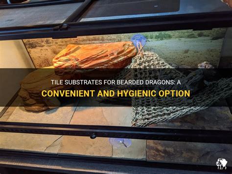 Tile Substrates For Bearded Dragons A Convenient And Hygienic Option