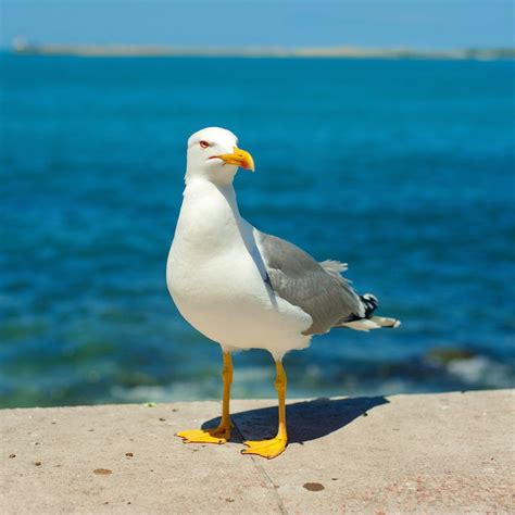 Seagull Spiritual Meaning Seagull Feather Meaning Awakening State