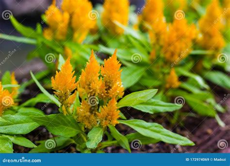 Yellow Cockscomb Flowers Are Blooming In The Garden Stock Image Image