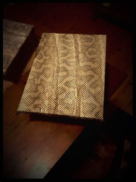 Snake Shed Skin Art
