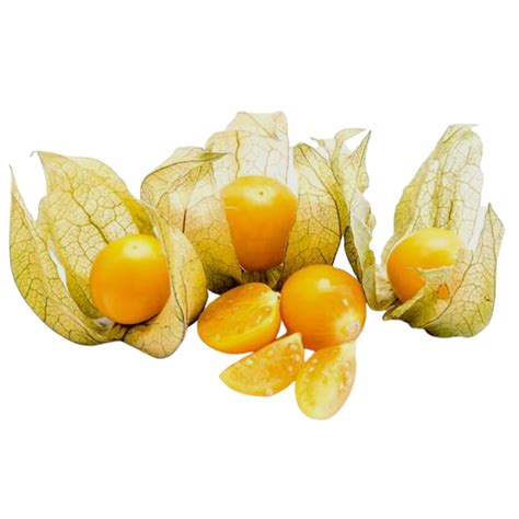 Physalis