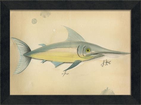 Mi Ocean Swordfish 09 Spicher And Company