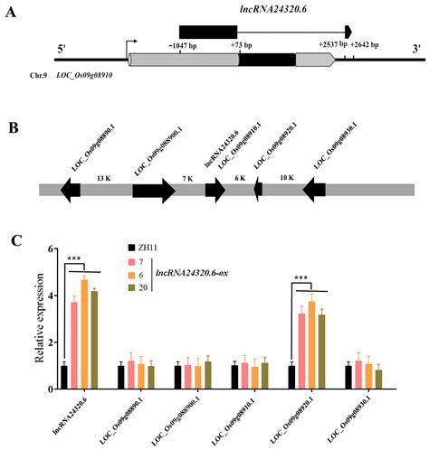 Plants Free Full Text Genome Wide Identification And Characterization Of Long Non Coding Plants Free Full Text Genome Wide Identification And Characterization Of Long Non Coding