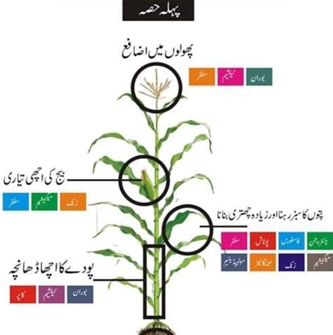 سبحان زرعی مرکز ذمے والا Bhakkar