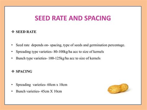 Seed Production In Groundnut Ppt Pptx