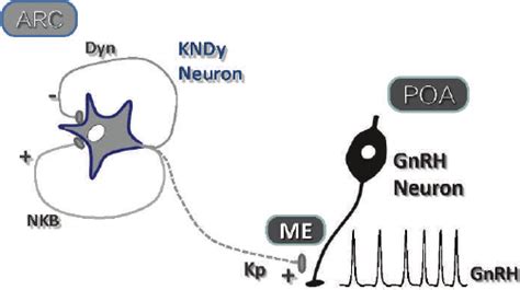 Kndy Neurons In The Arc As Nodal Points For The Regulation Of Pulsatile Download Scientific