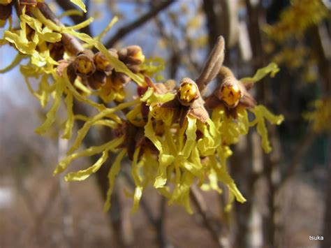 咲いていましたマンサク 野遊びアルバム3