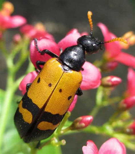 Blister Beetle Learn About Nature