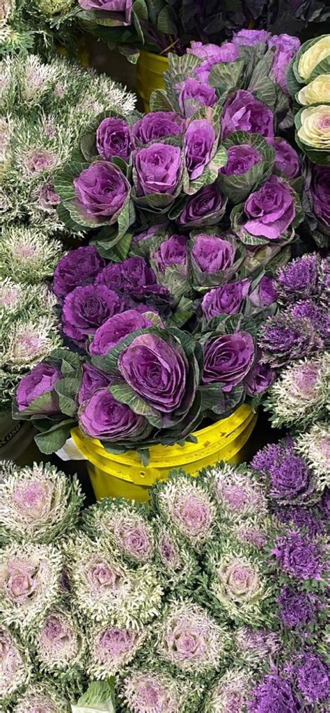 Flowers Near Me Fresh Wedding Flowers Flowering Kale Wholesale Flowers