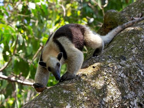 Costa Rica Jade Tours All You Should Know Before Going 2026 Reviews