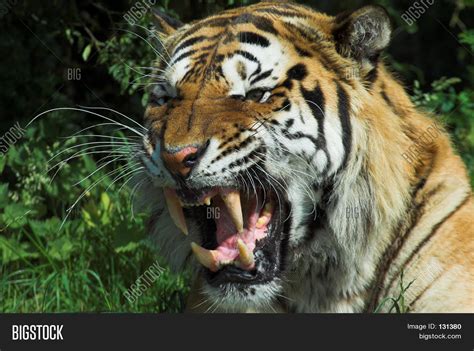 Tiger Growl Side