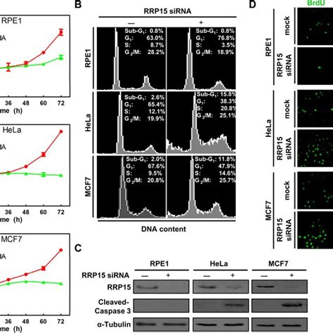 Nucleolar Formation And Nucleolin Fibrillarin And Ubf Localization In