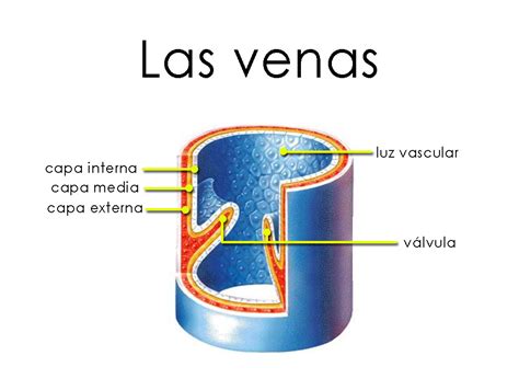 Los Sistemas Del Cuerpo Humano Y Su RelaciÓn Entre Ellos