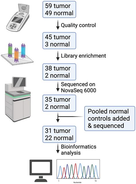Overview Of Sequencing Pipeline Dna Was Extracted From 59